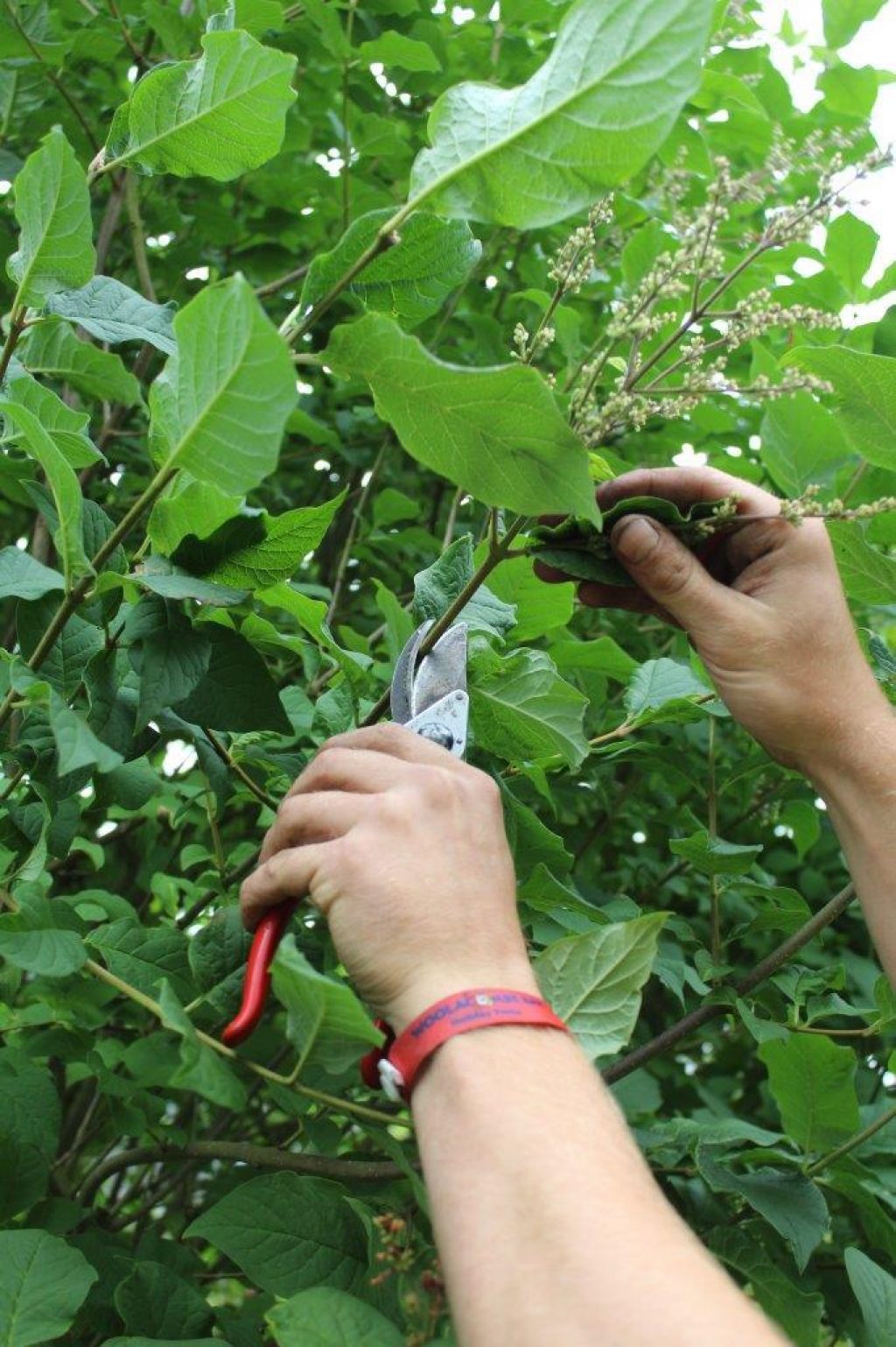 Managing Lilacs