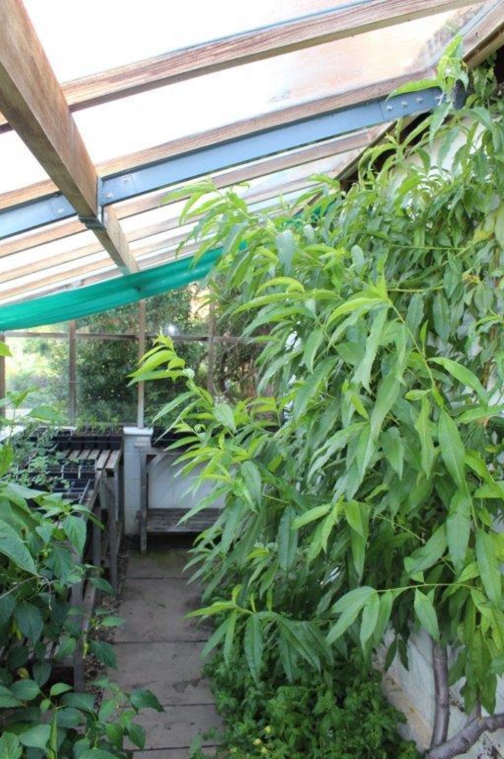 Fan-trained Stone Fruit Trees in Greenhouses