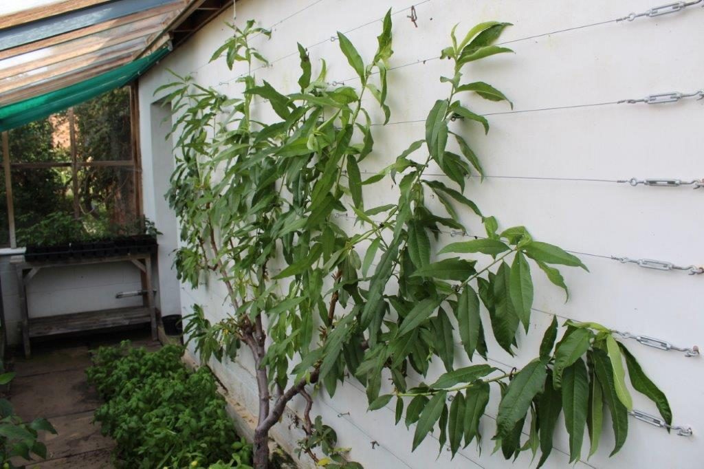 Fan-trained Stone Fruit Trees in Greenhouses