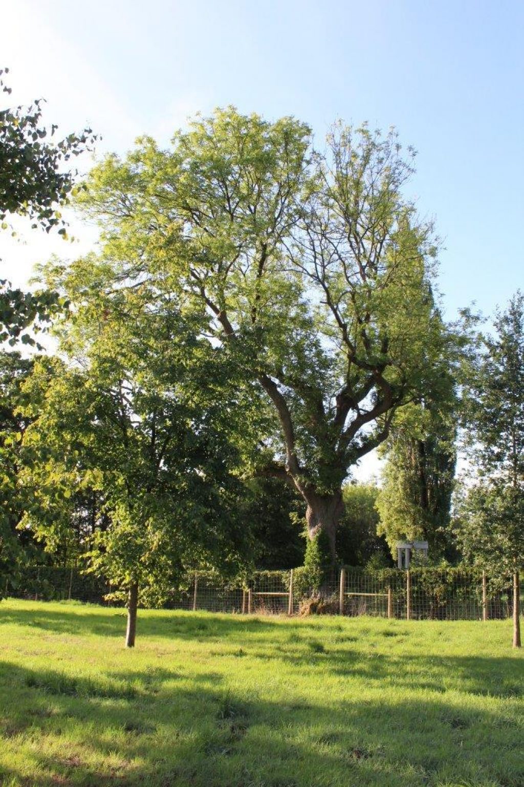 Pollarding an old Ash tree