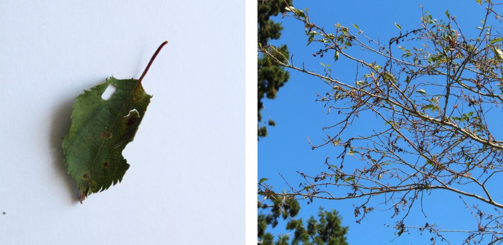 Treatment of Shot Hole Disease in small-leaved flowering Cherries