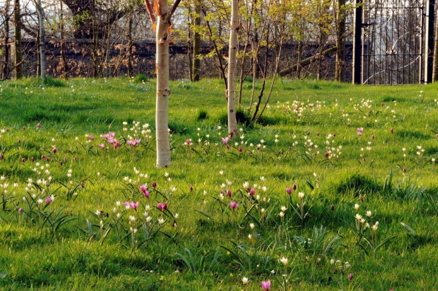 Mowing Regimes for Spring Bulb Meadows