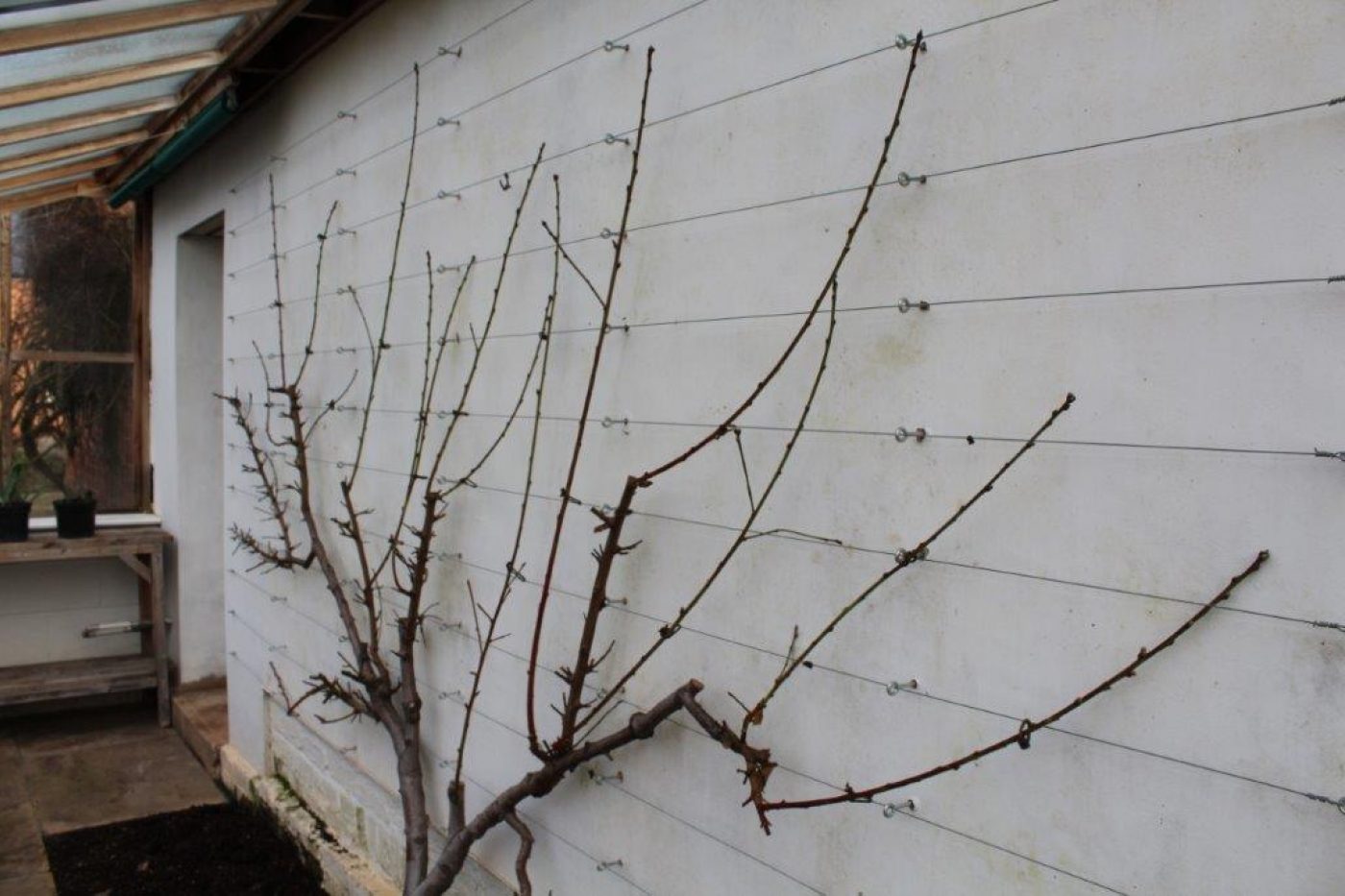 Fan-trained Stone Fruit Trees in Greenhouses