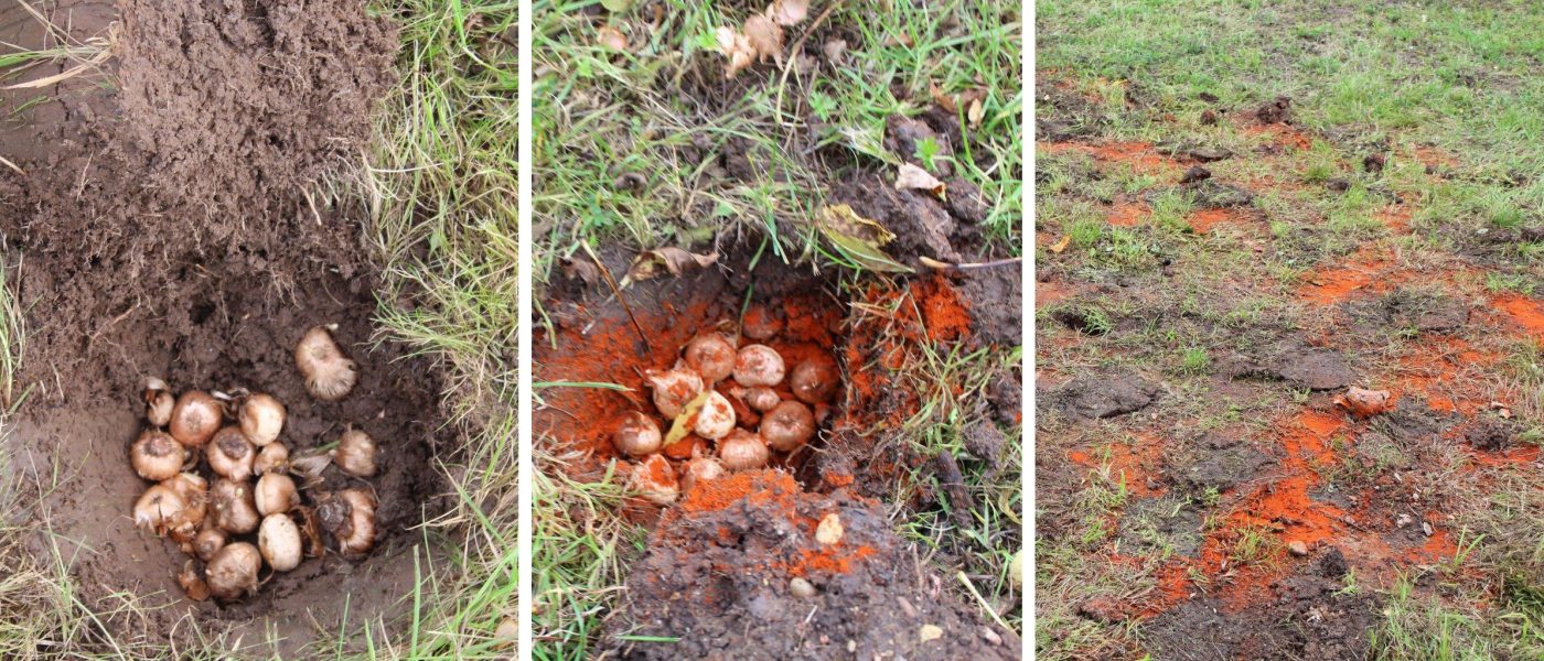 Planting Bulbs in Grass