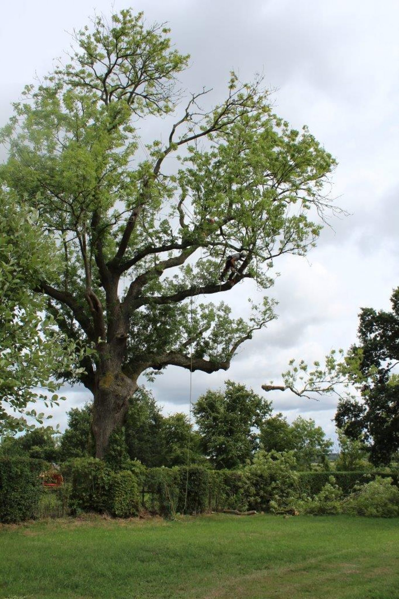 Pollarding an old Ash tree