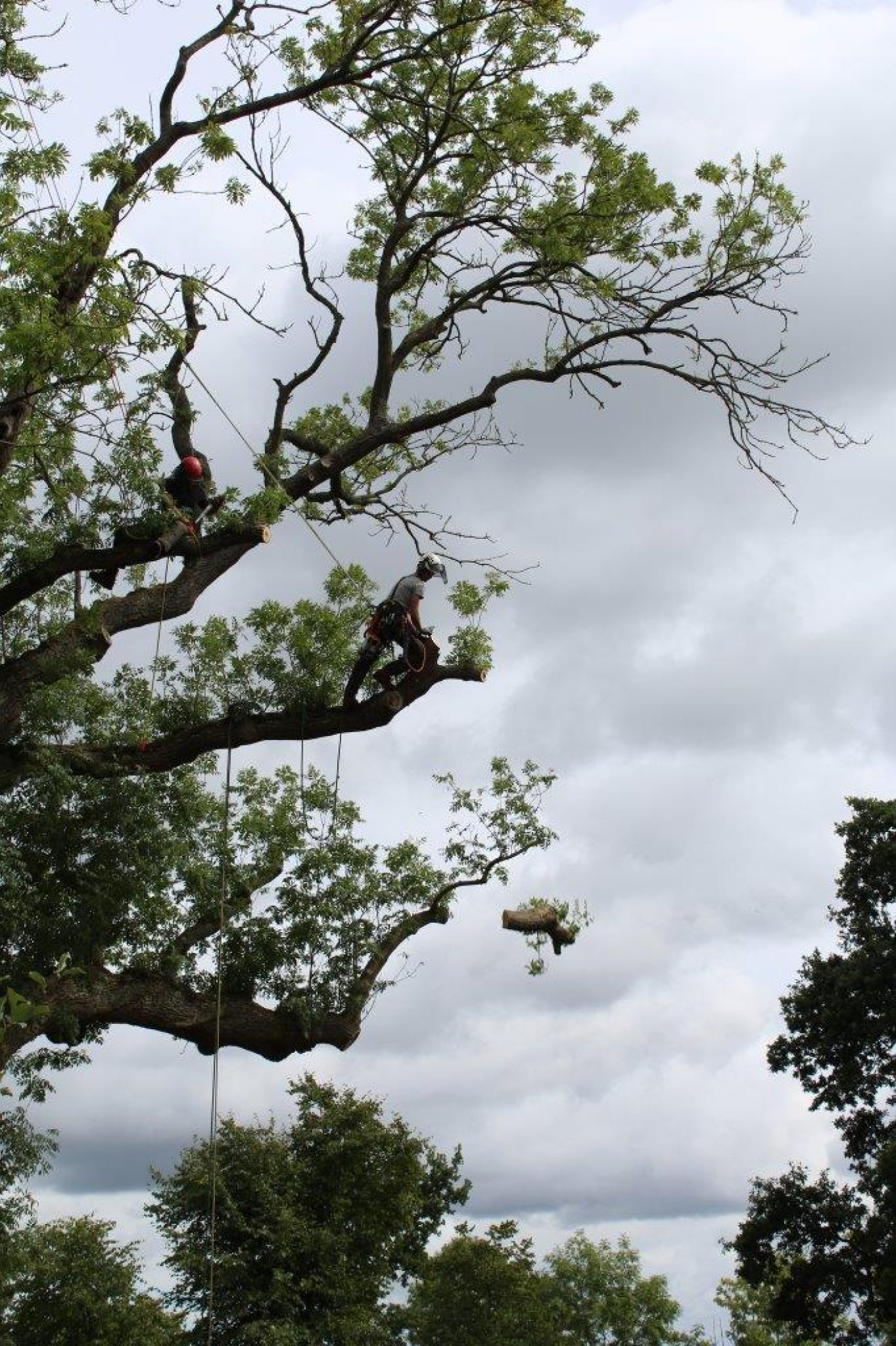 Pollarding an old Ash tree