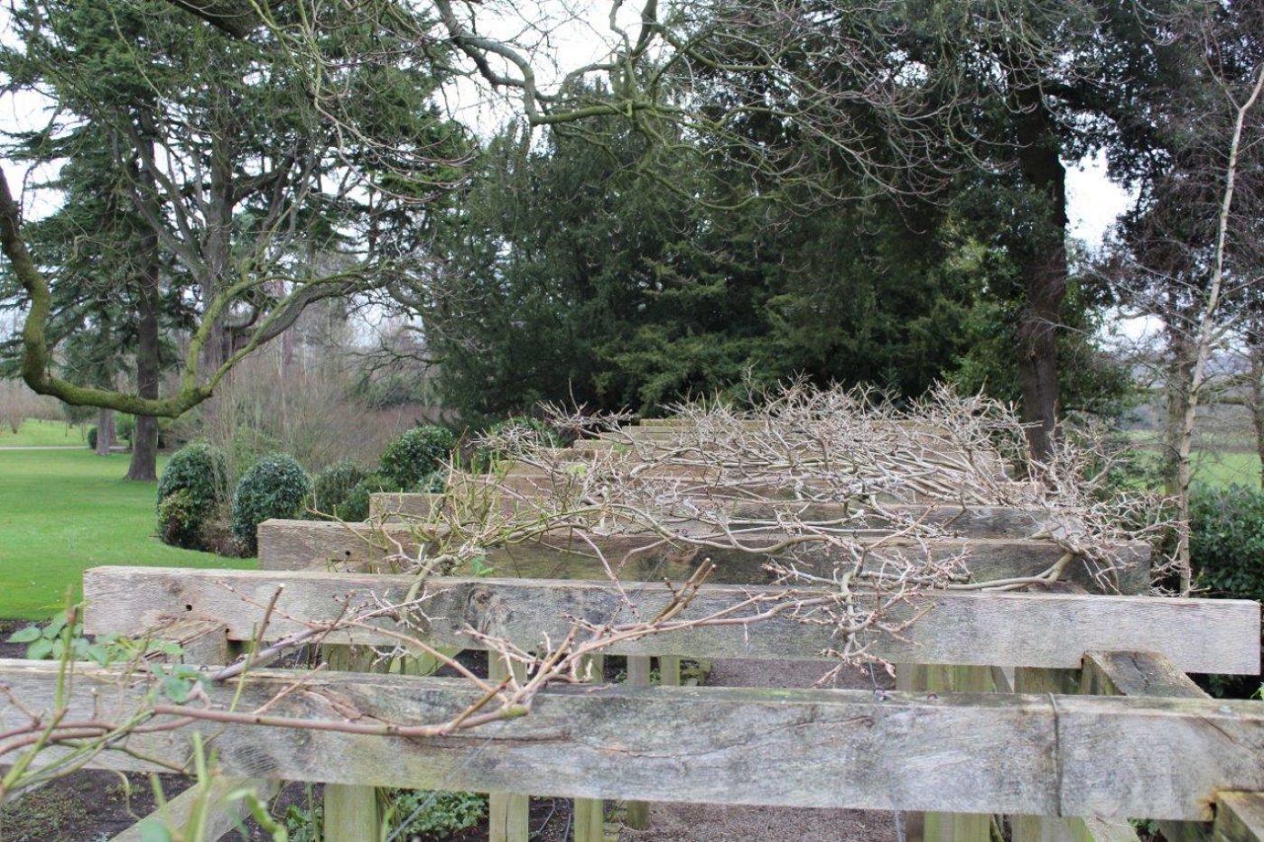 Winter Pruning of Wisteria