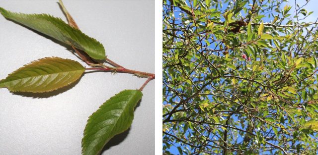 Treatment of Shot Hole Disease in small-leaved flowering Cherries
