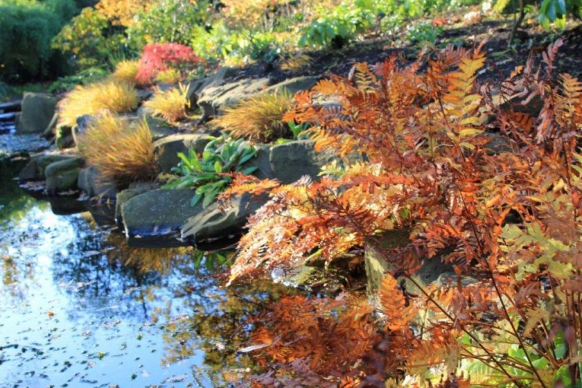 A Glimpse of the November Garden