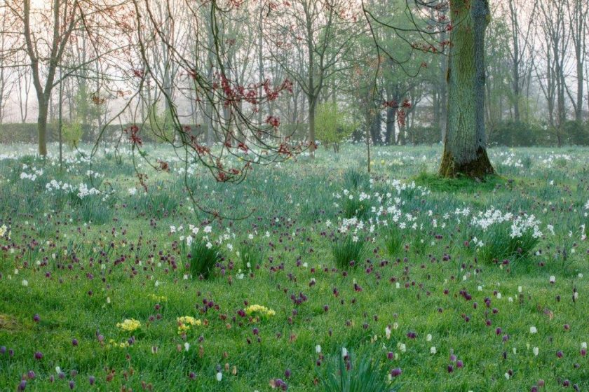 Mowing Regimes for Spring Bulb Meadows