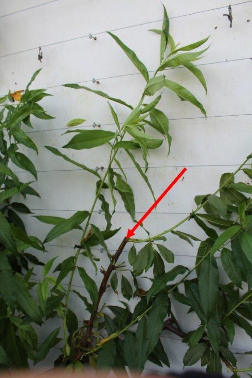 Fan-trained Stone Fruit Trees in Greenhouses