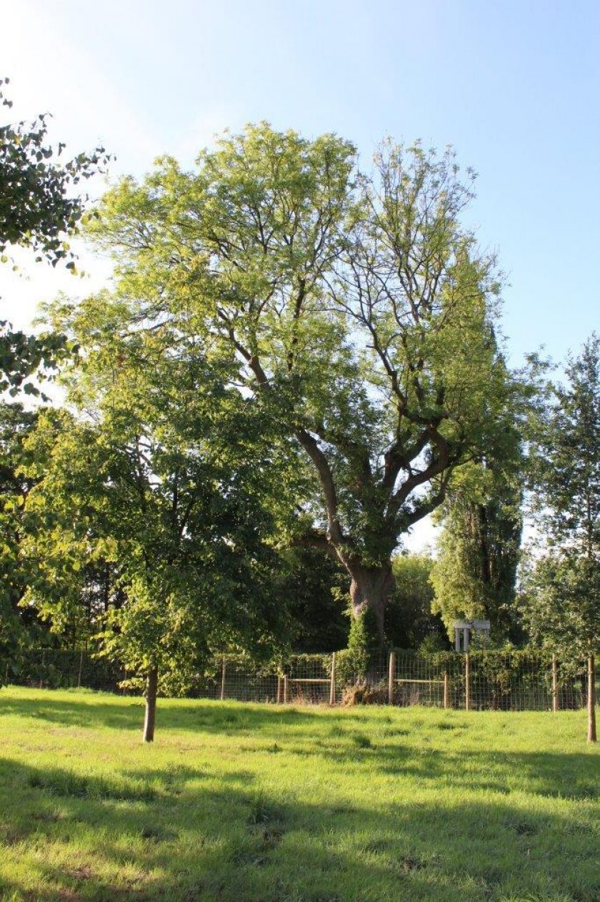 Pollarding an old Ash tree