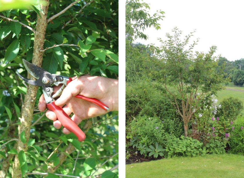 Shaping Japanese Cherries